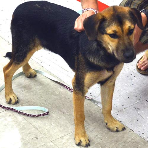 Samantha – Guardian Angel Pet Rescue