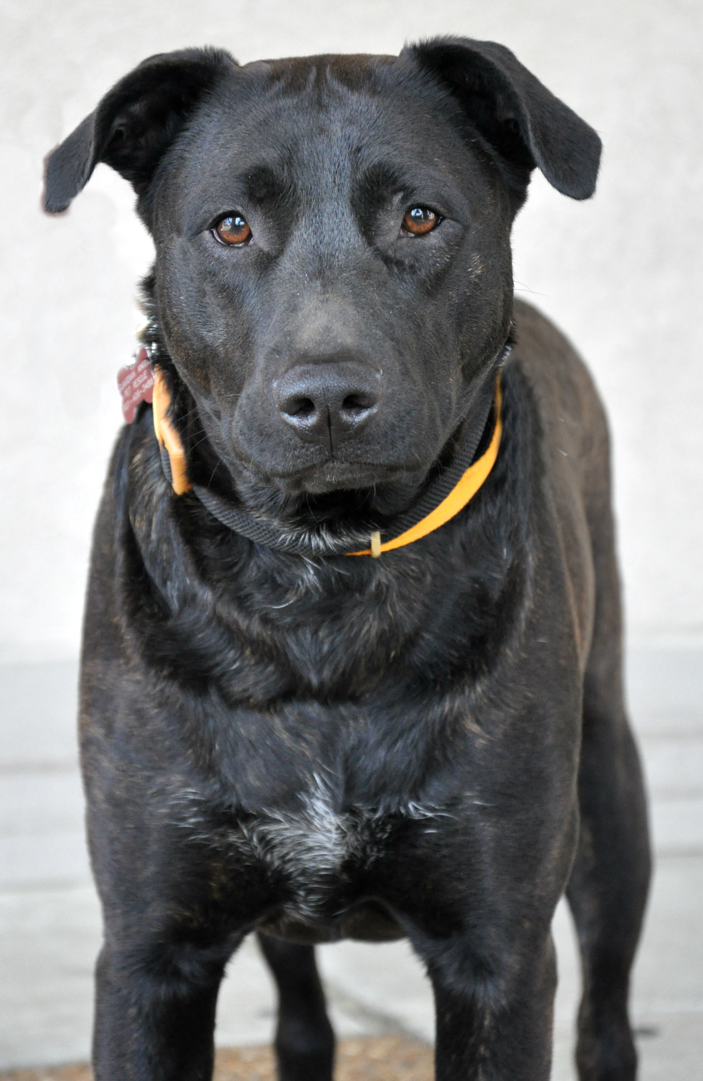 Myri3 – Guardian Angel Pet Rescue